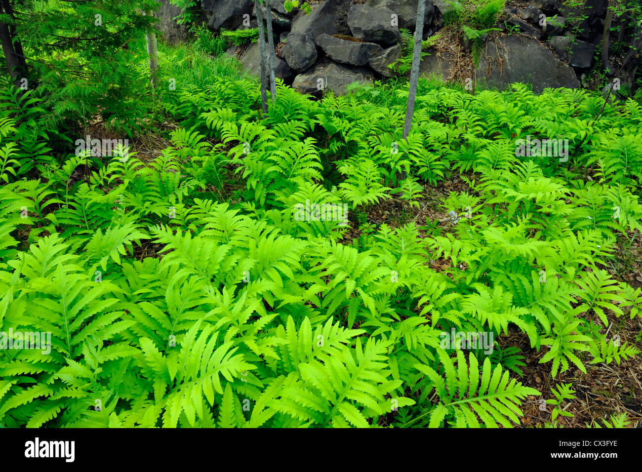 Wood fern colony near a small creek, Greater Sudbury, Ontario, Canada ...