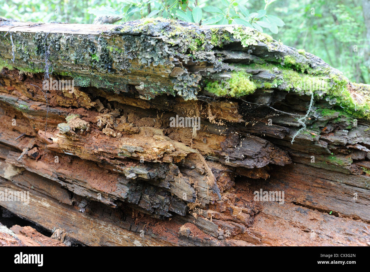 Rotten fallen tree detail in wild forest Stock Photo - Alamy