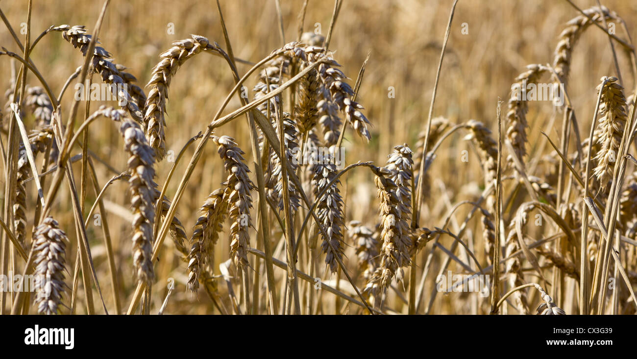 Golden sunny image of corn Heads hanging heavy with crop Stock Photo ...