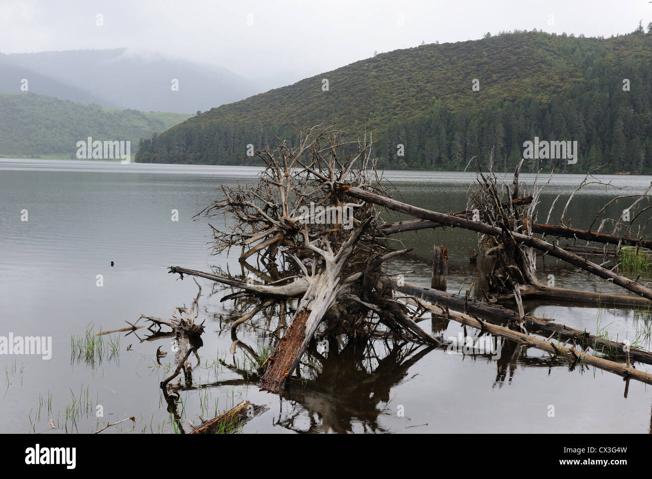 Fallen dead tree in the lake in Shangri-La national park, Yunnan ...