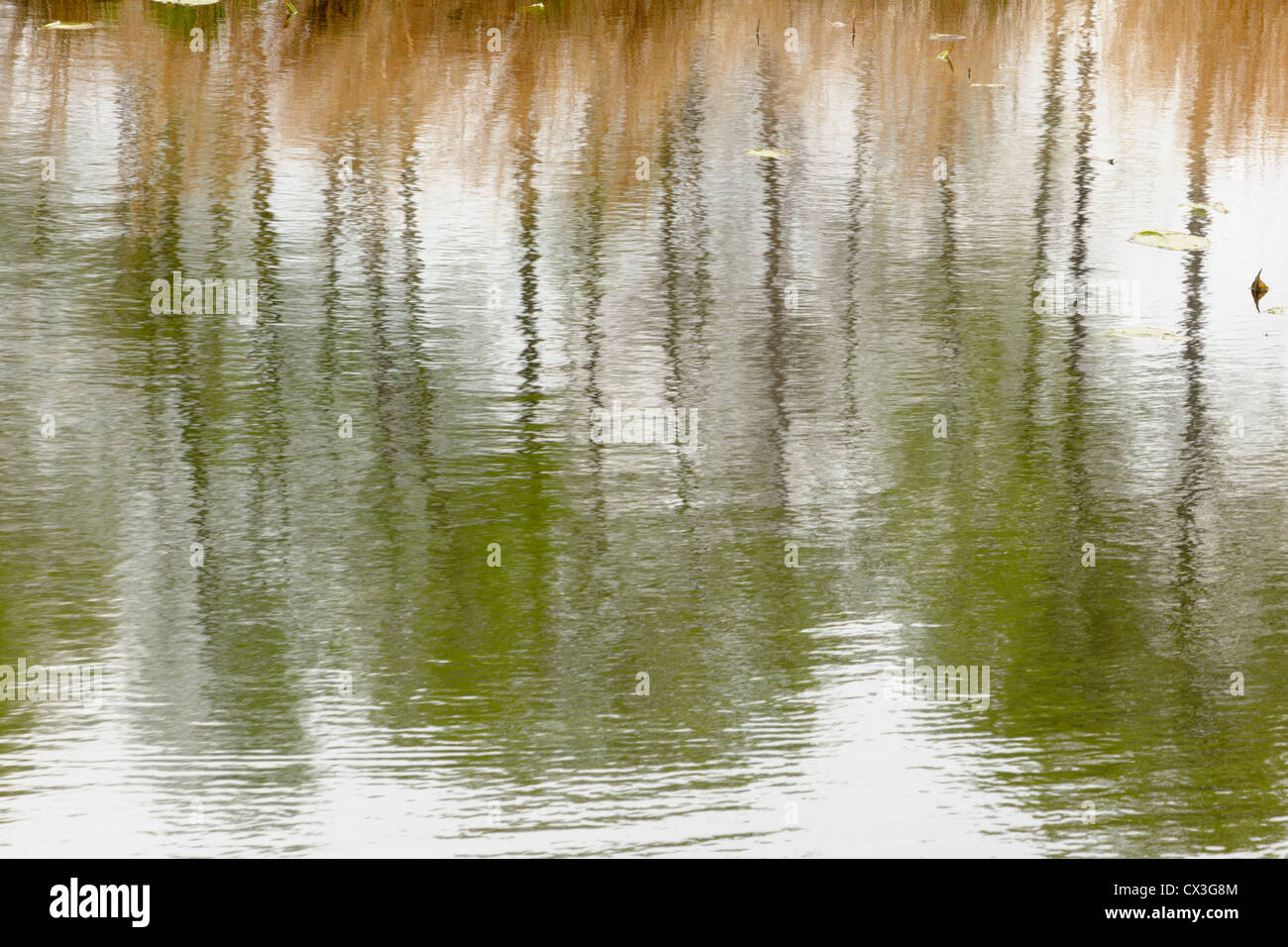 Grasses and trees reflected in Fairbank Creek, Greater Sudbury ...