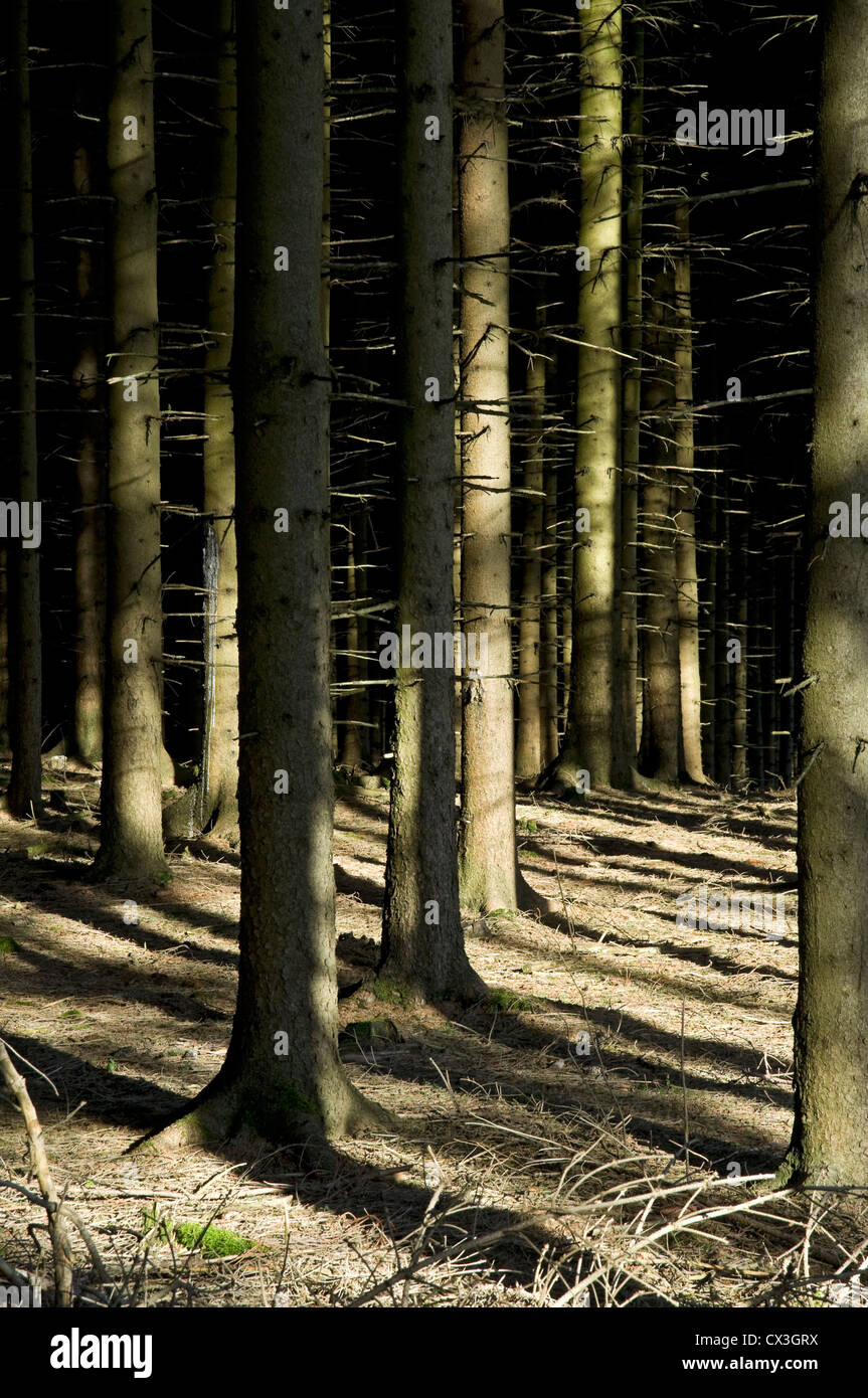 Trees in a dense forest, Germany Stock Photo - Alamy