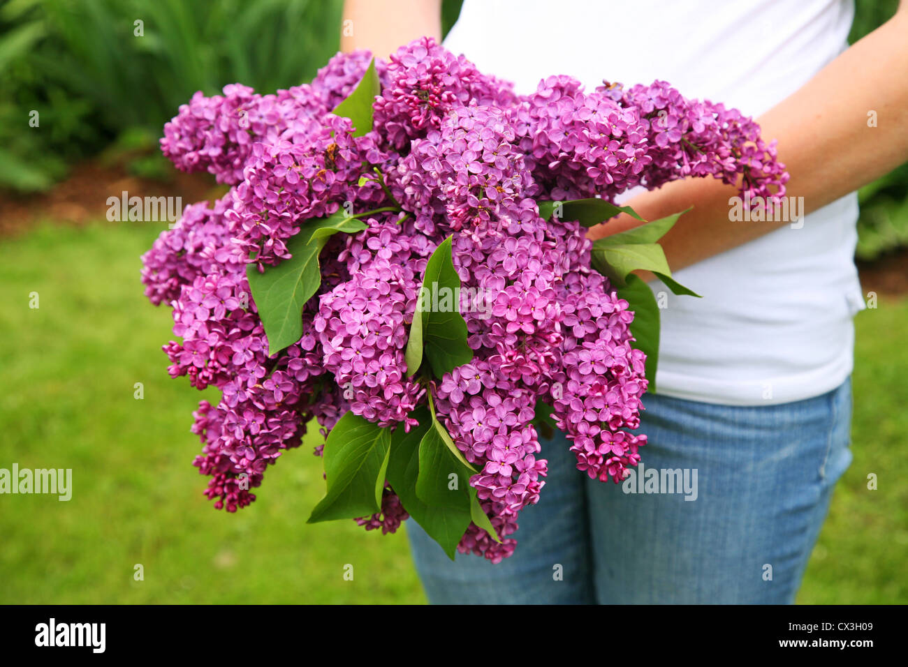Woman lilacs hi-res stock photography and images - Alamy
