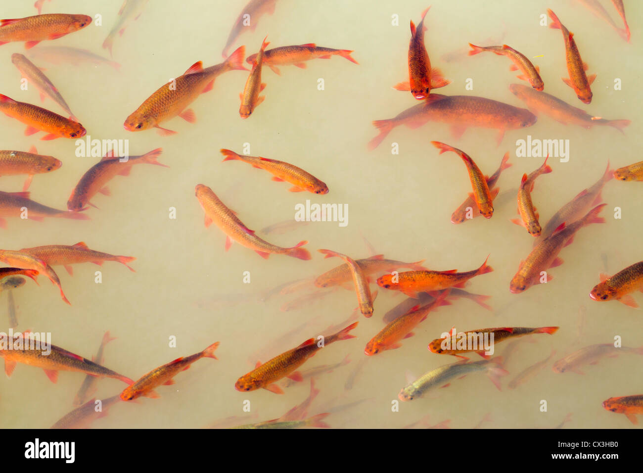 Rudd fish uk hi-res stock photography and images - Alamy