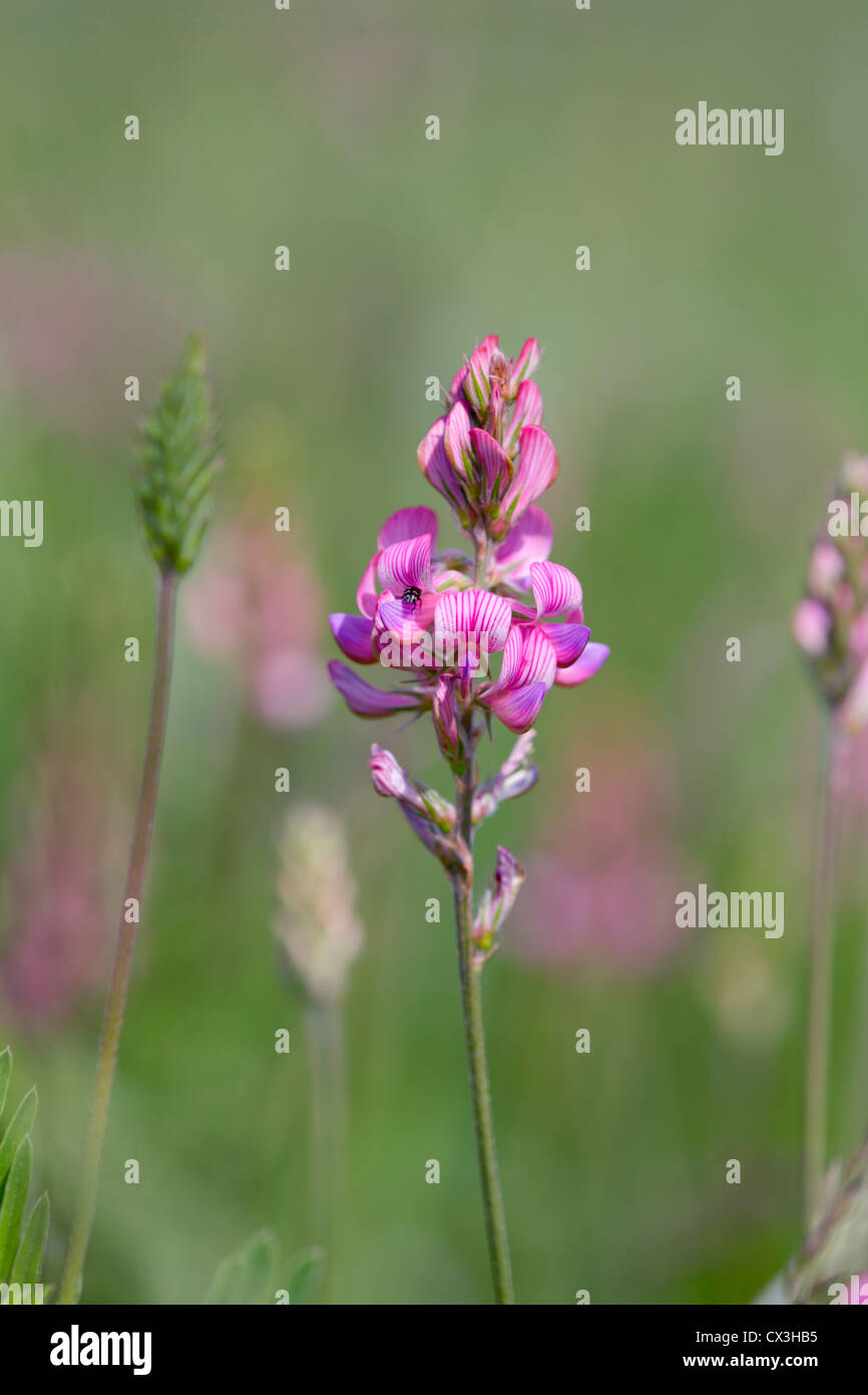Sainfoin hi-res stock photography and images - Alamy