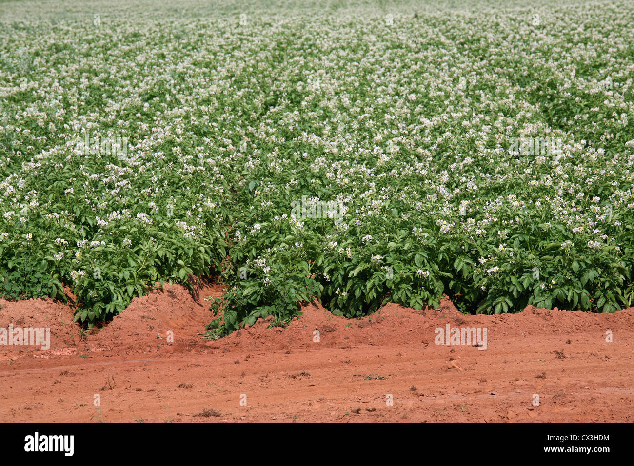 Canada potato farming hi-res stock photography and images - Alamy