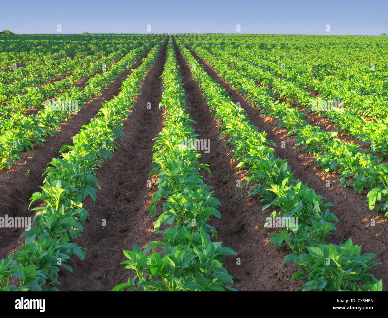 A potato farm in rural Prince Edward Island, Canada Stock Photo - Alamy