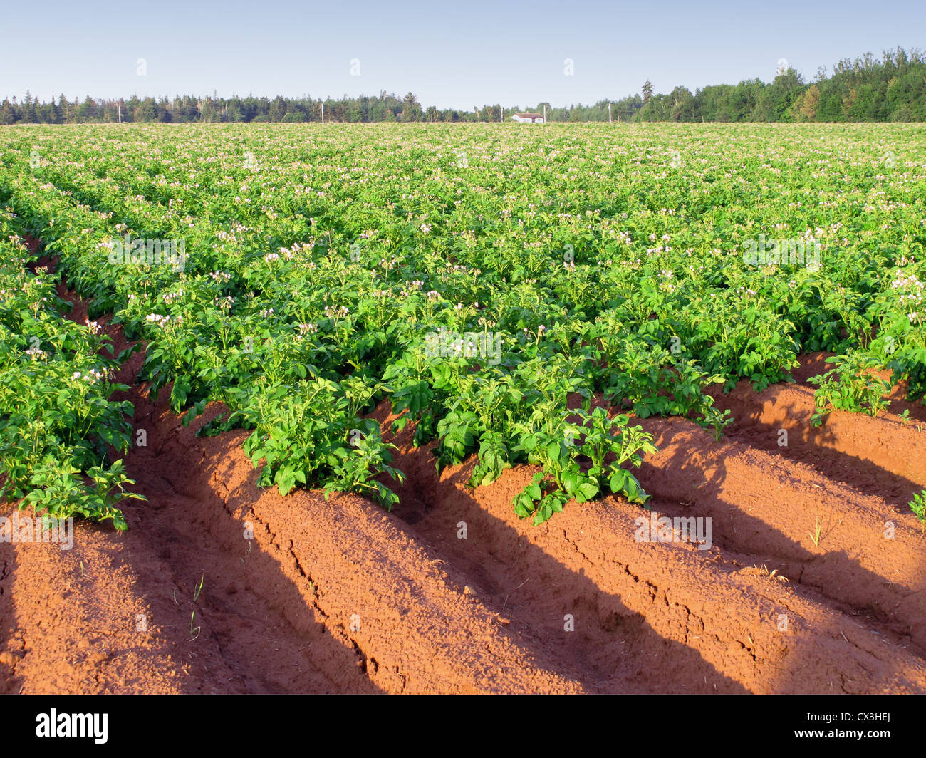 An early morning view of a potato farm in rural Prince Edward Island ...