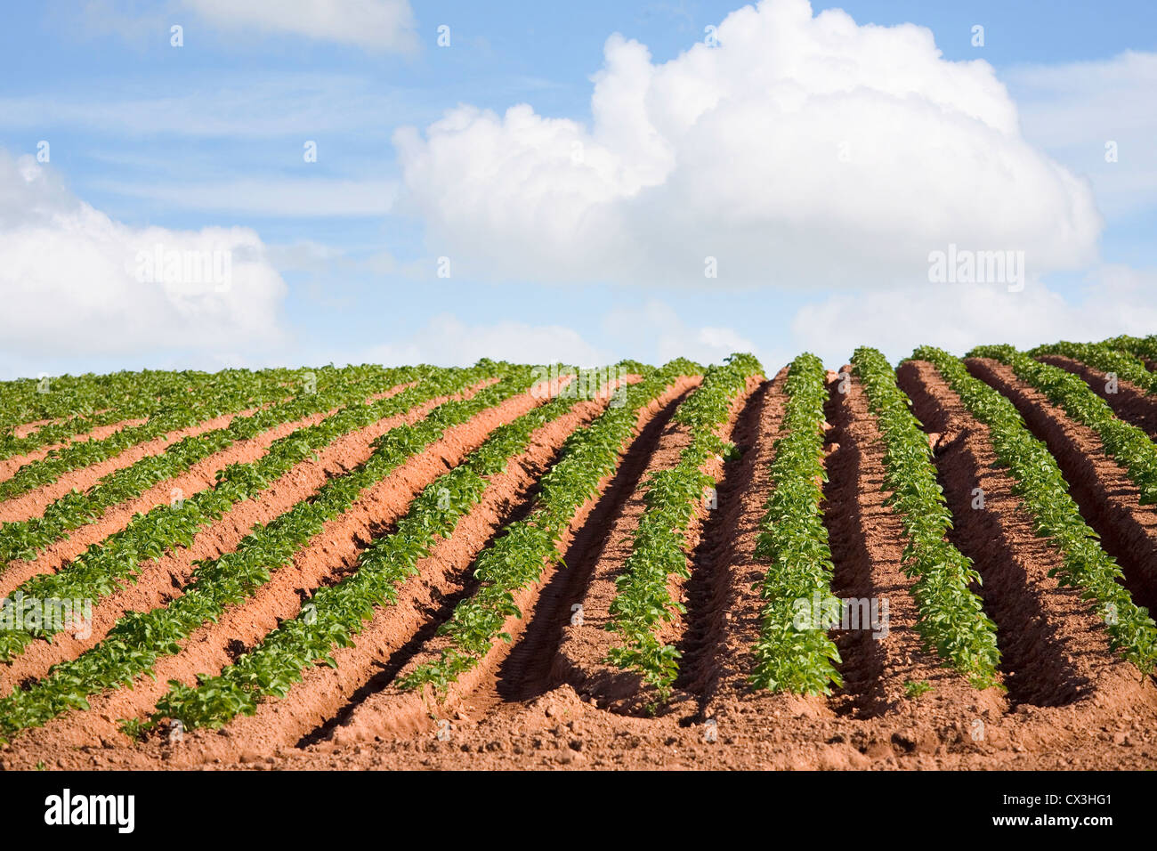 Potato barn hi-res stock photography and images - Alamy