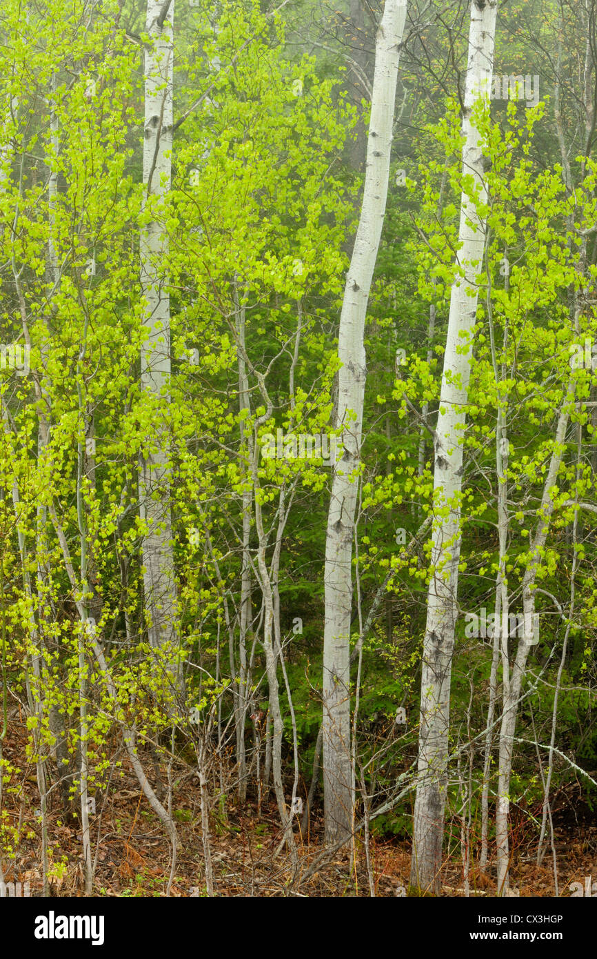 Espanola ontario hi-res stock photography and images - Alamy