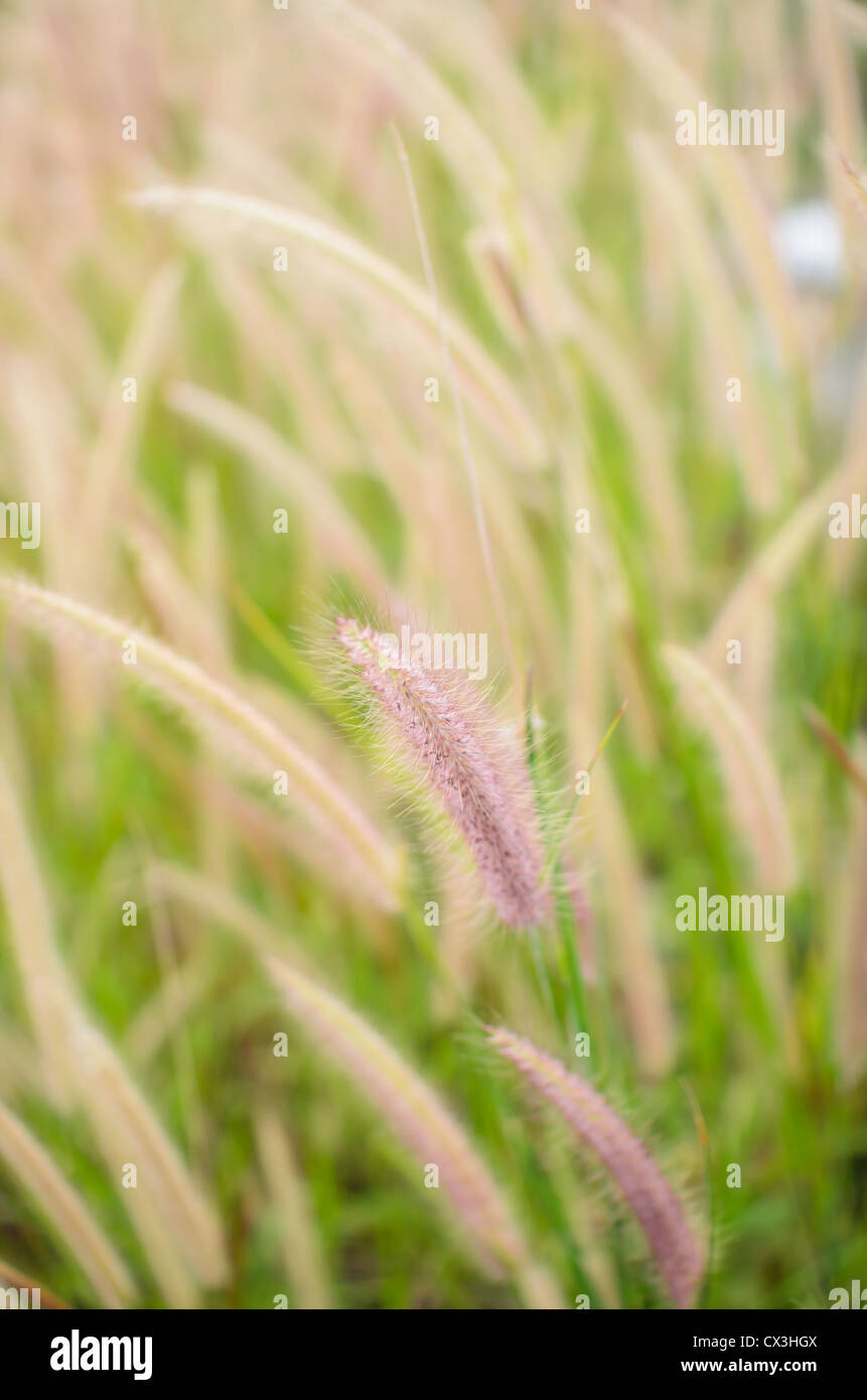 Foxtail weed hi-res stock photography and images - Alamy