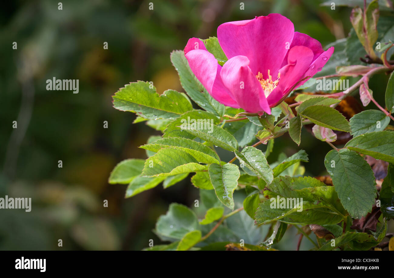 Rose wild branch hi-res stock photography and images - Alamy