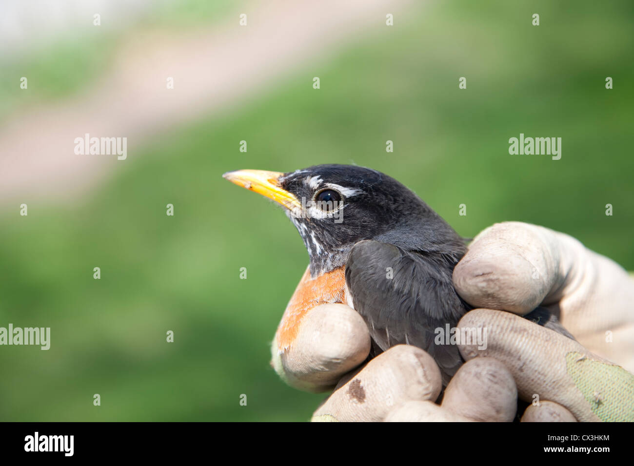 Robin hands hi-res stock photography and images - Alamy