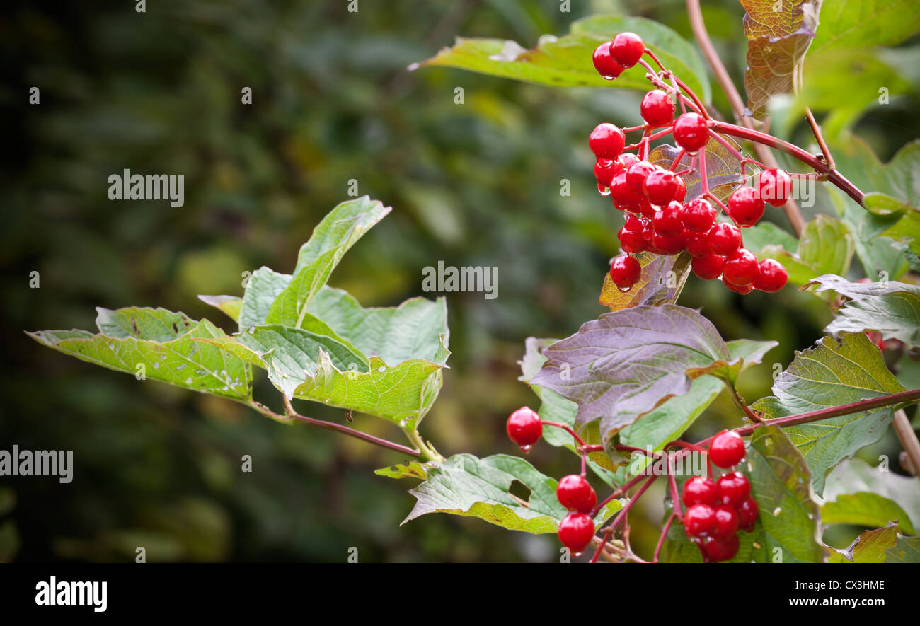 Shiny red berries hi-res stock photography and images - Alamy