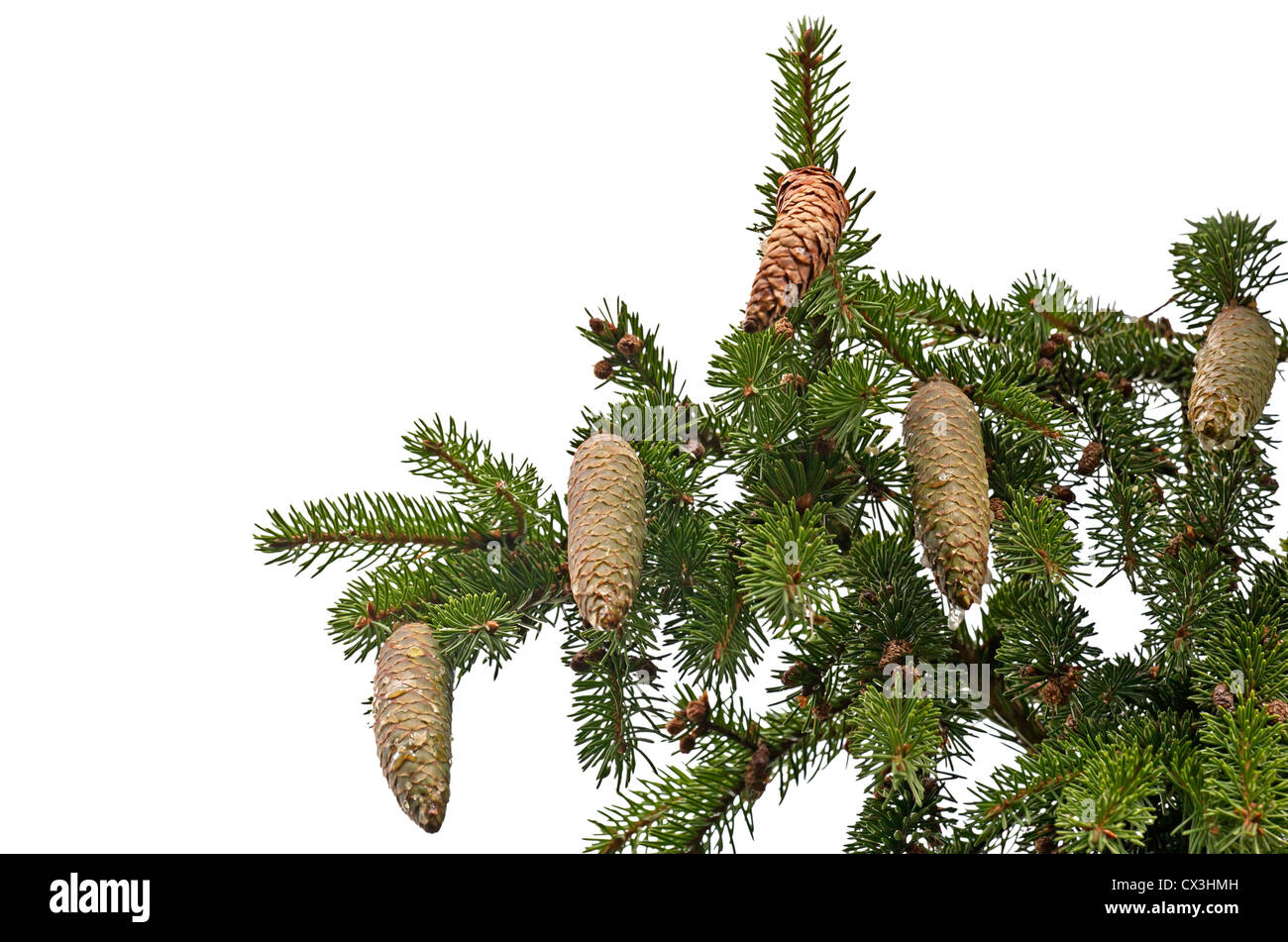 Fir tree branch with cones and resin isolated on white Stock Photo - Alamy