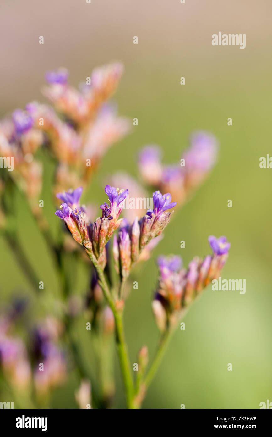 Sea lavender hi-res stock photography and images - Alamy