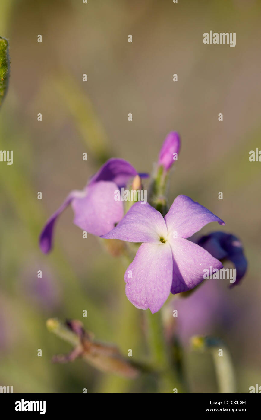 Sea Stock; Matthiola sinuata; Wales; summer Stock Photo - Alamy