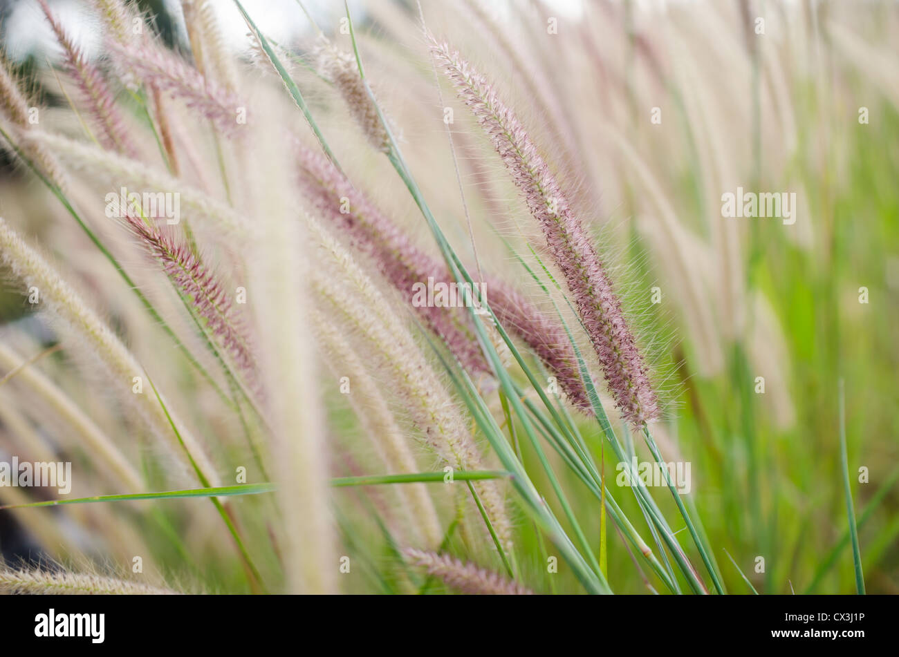 Flower foxtail weed in the green nature Stock Photo - Alamy