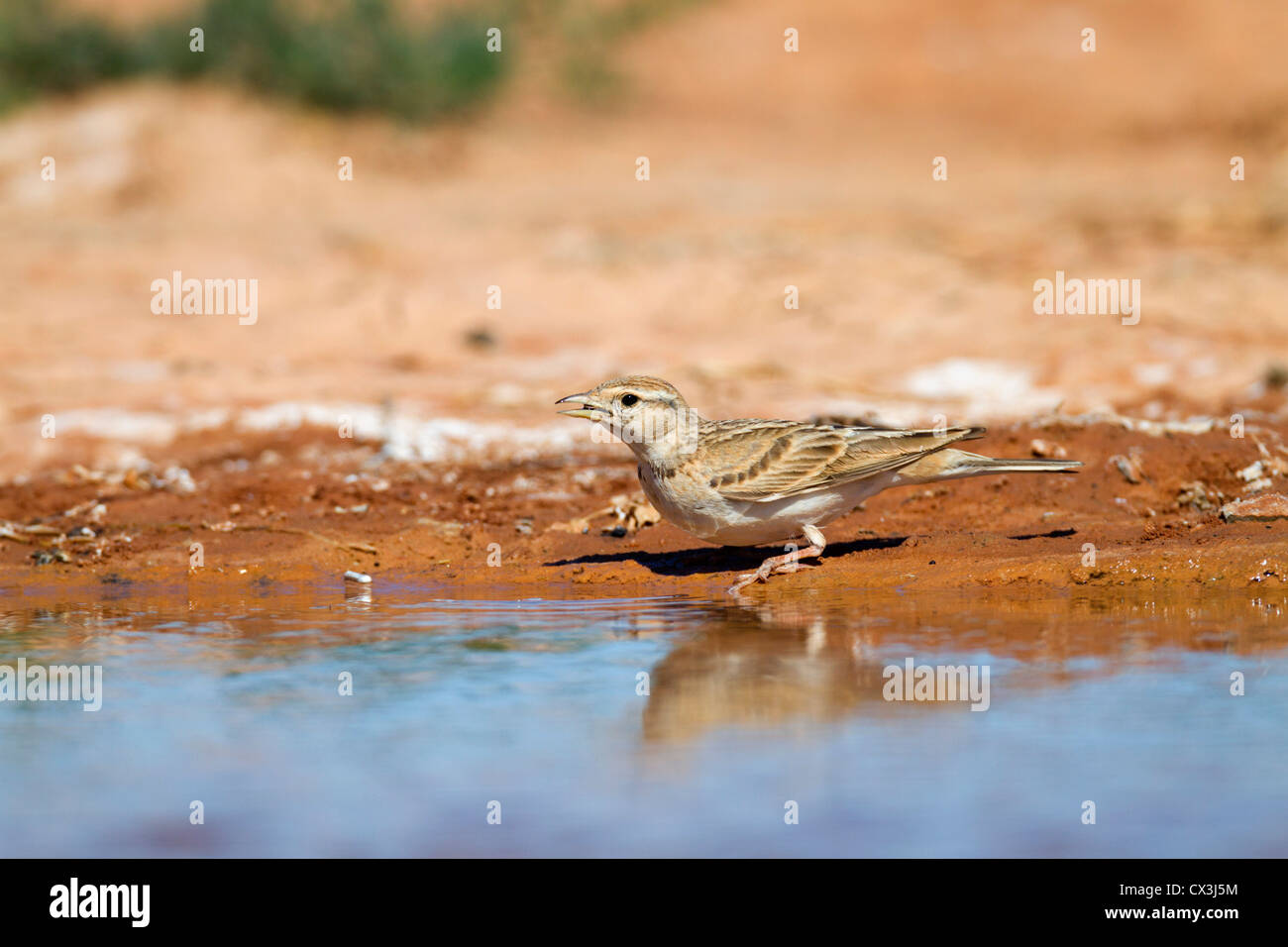 Short Toed Lark; Calandrella rufescens; drinking; Spain Stock Photo - Alamy
