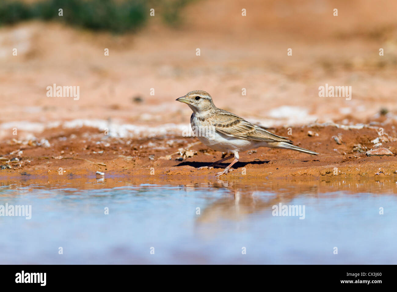 Short Toed Lark; Calandrella rufescens; drinking; Spain Stock Photo - Alamy