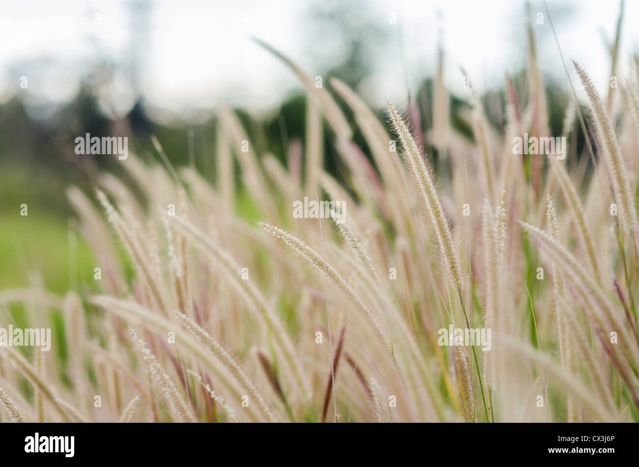 Flower foxtail weed in the green nature Stock Photo - Alamy