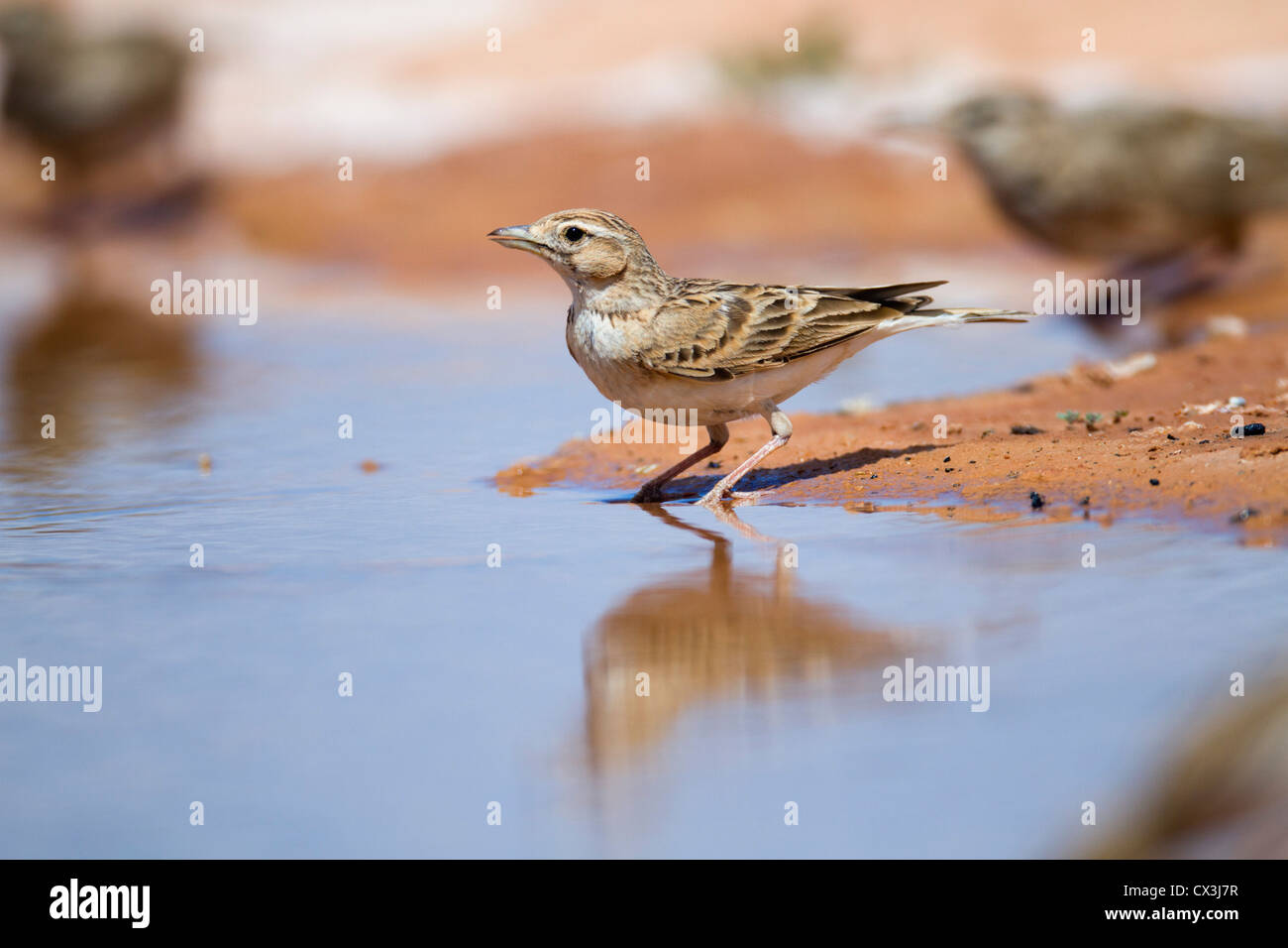 Short Toed Lark; Calandrella rufescens; drinking; Spain Stock Photo - Alamy