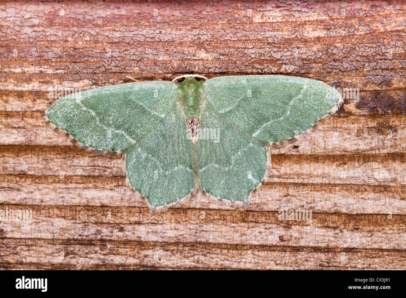 Small Emerald Moth; Hemistola chrysoprasaria; UK Stock Photo - Alamy