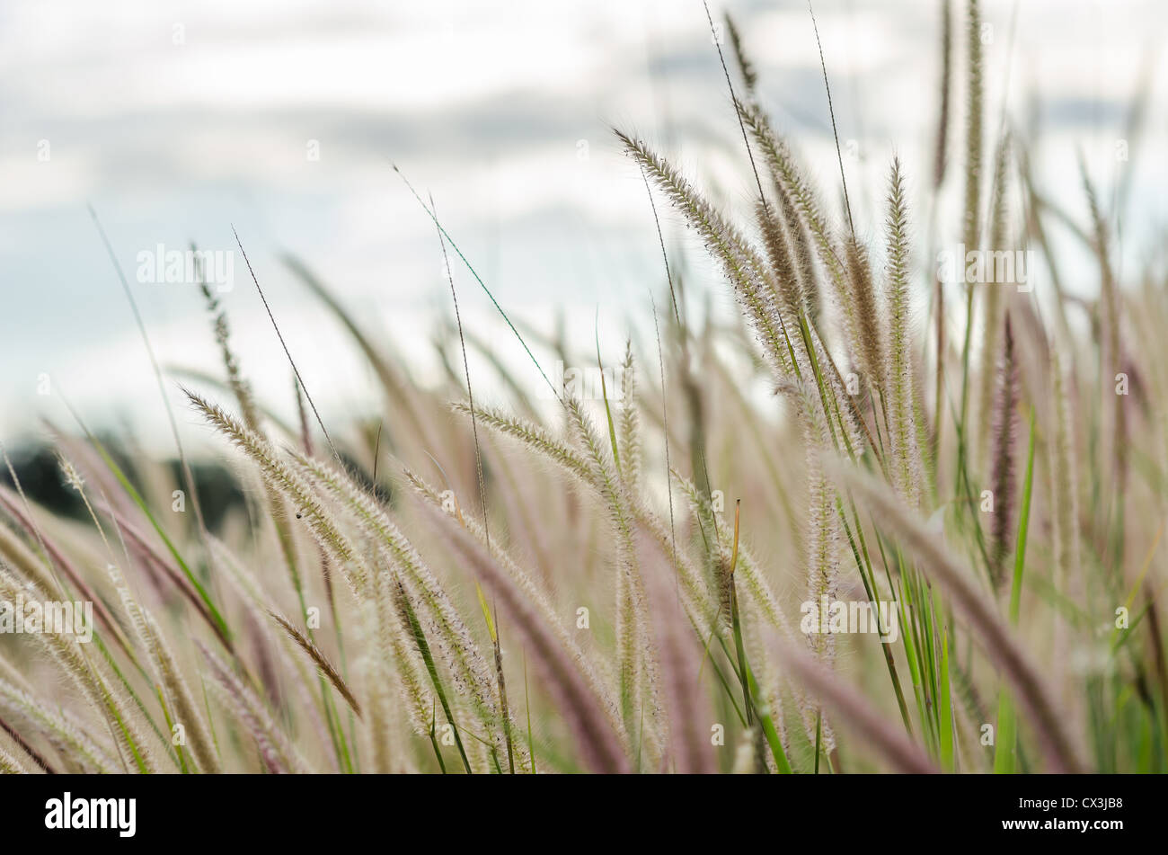 Flower foxtail weed in the green nature Stock Photo - Alamy