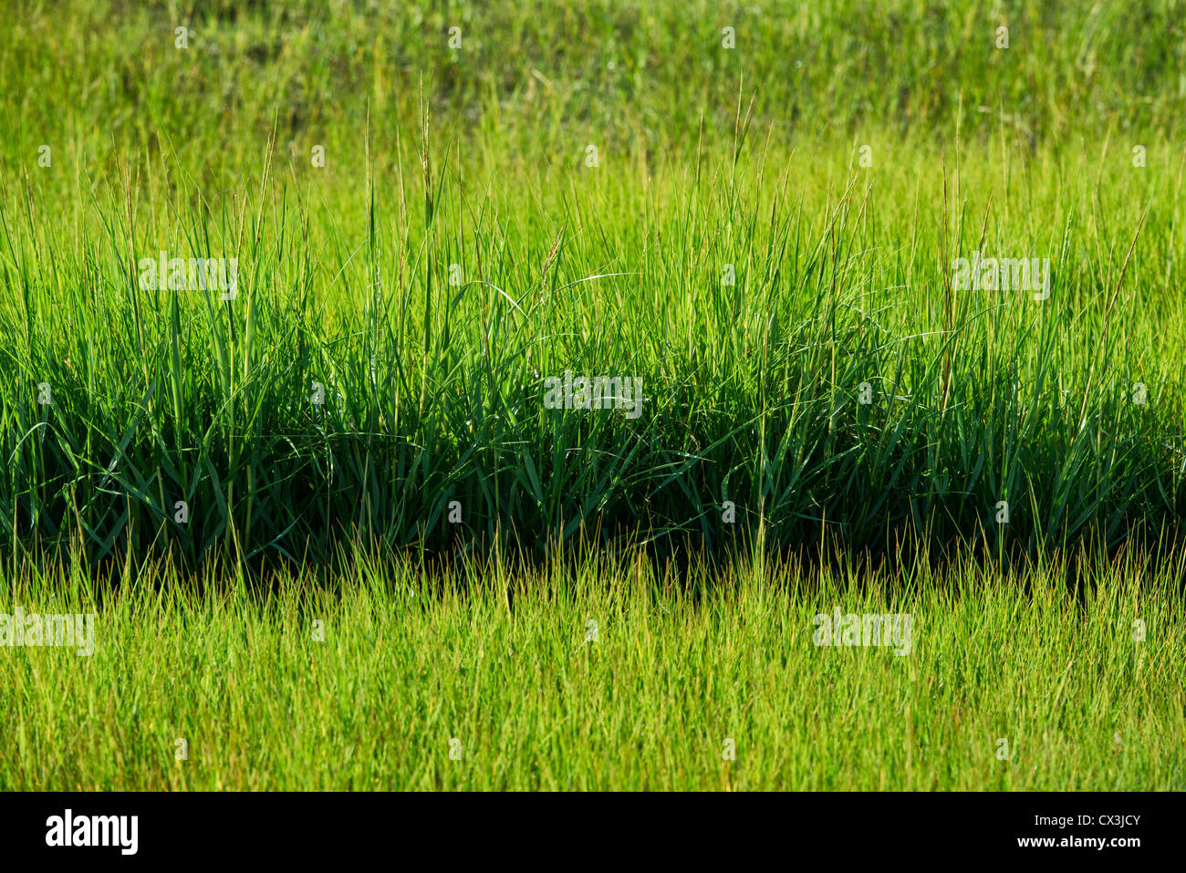 Marsh grass hi-res stock photography and images - Alamy