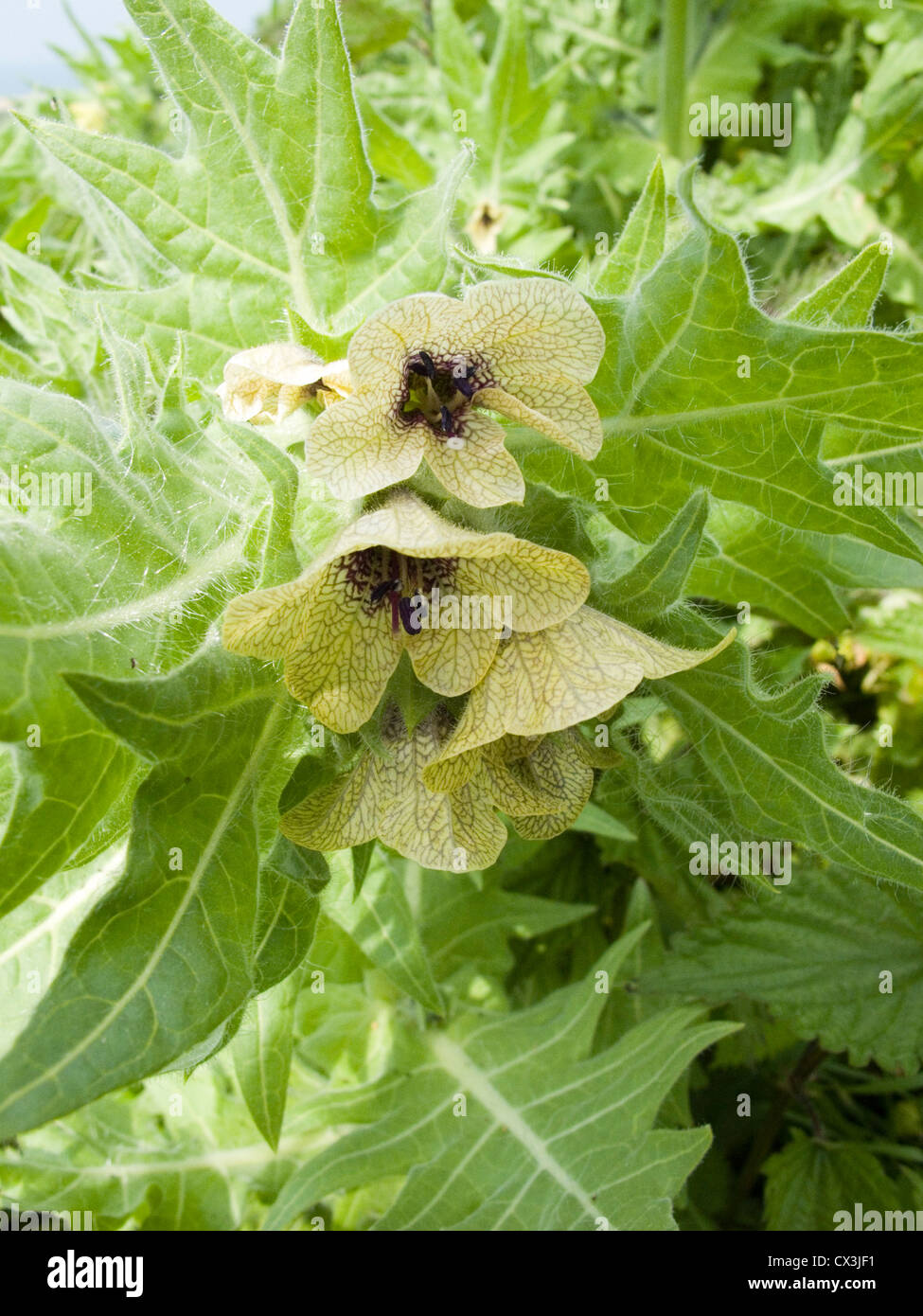 Henbane, Abbotsbury, Dorset August 2012 Stock Photo - Alamy