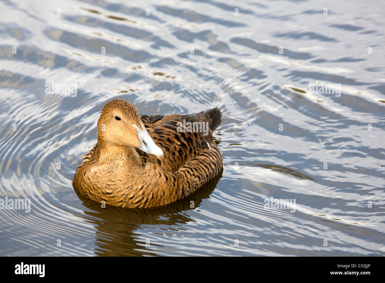 Eider duck habitat hi-res stock photography and images - Alamy