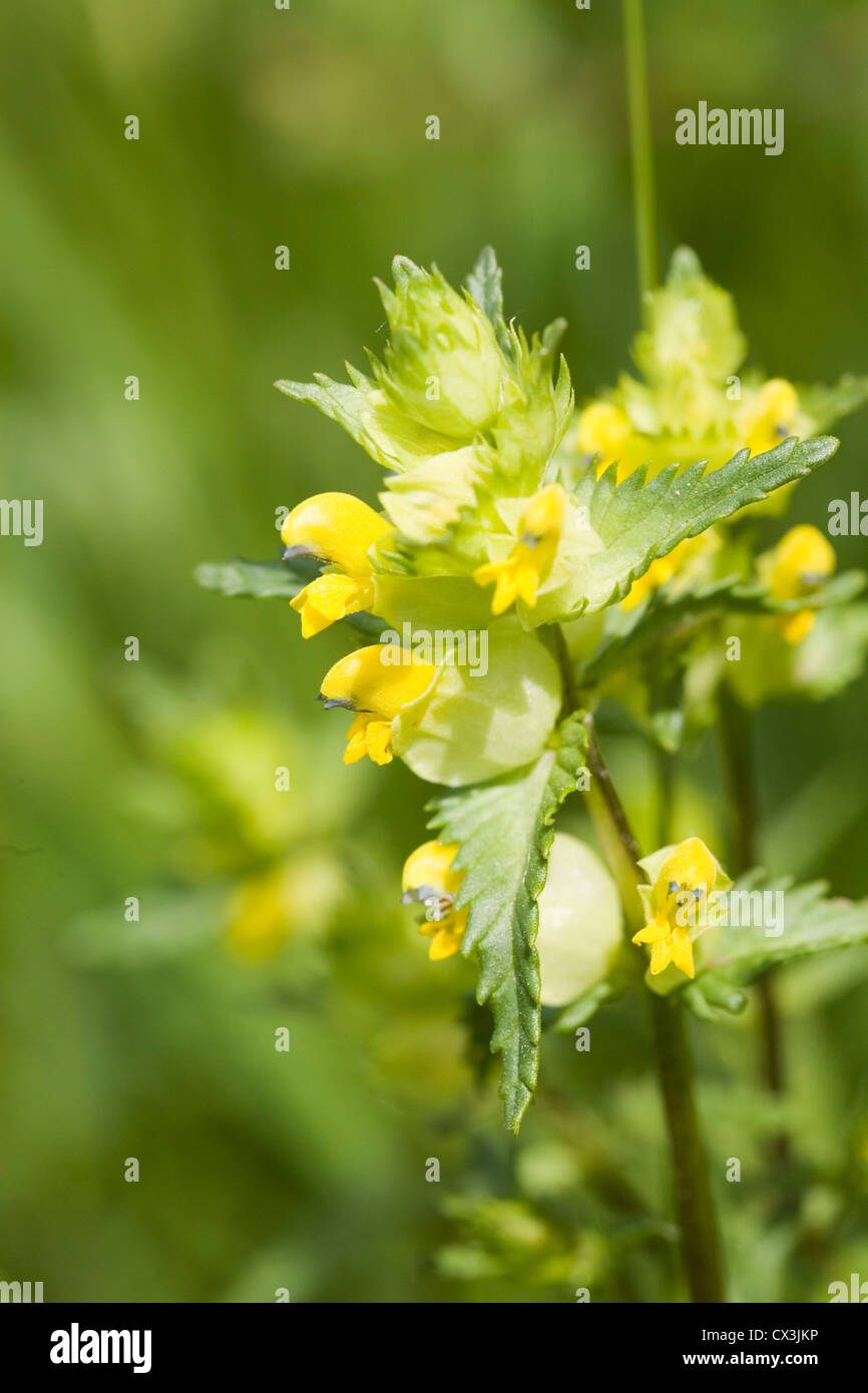 Yellow Rattle, Dorset, UK Stock Photo - Alamy
