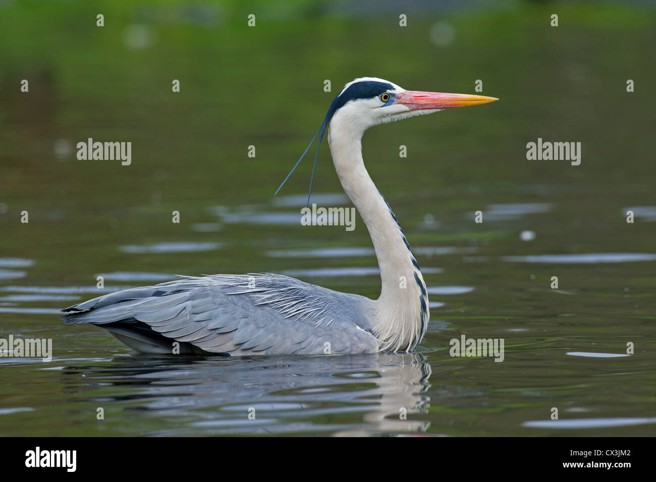Grey heron hi-res stock photography and images - Alamy