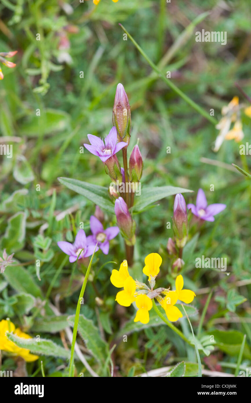 Fontmell down hi-res stock photography and images - Alamy
