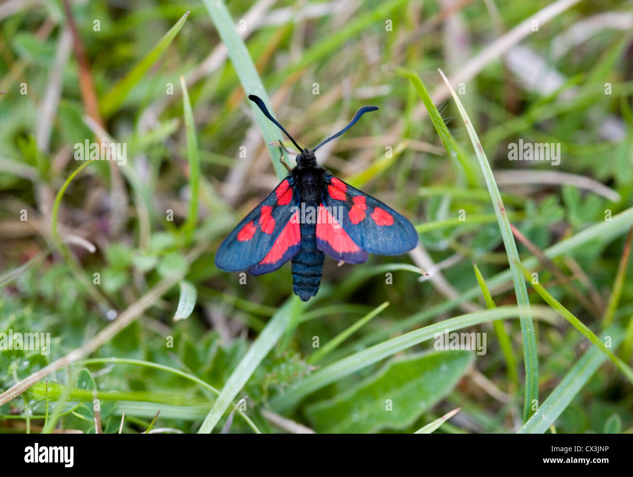 Six-spot Burnet Moth Zygaena filipendulae, Fontmell Down, Dorset Stock ...