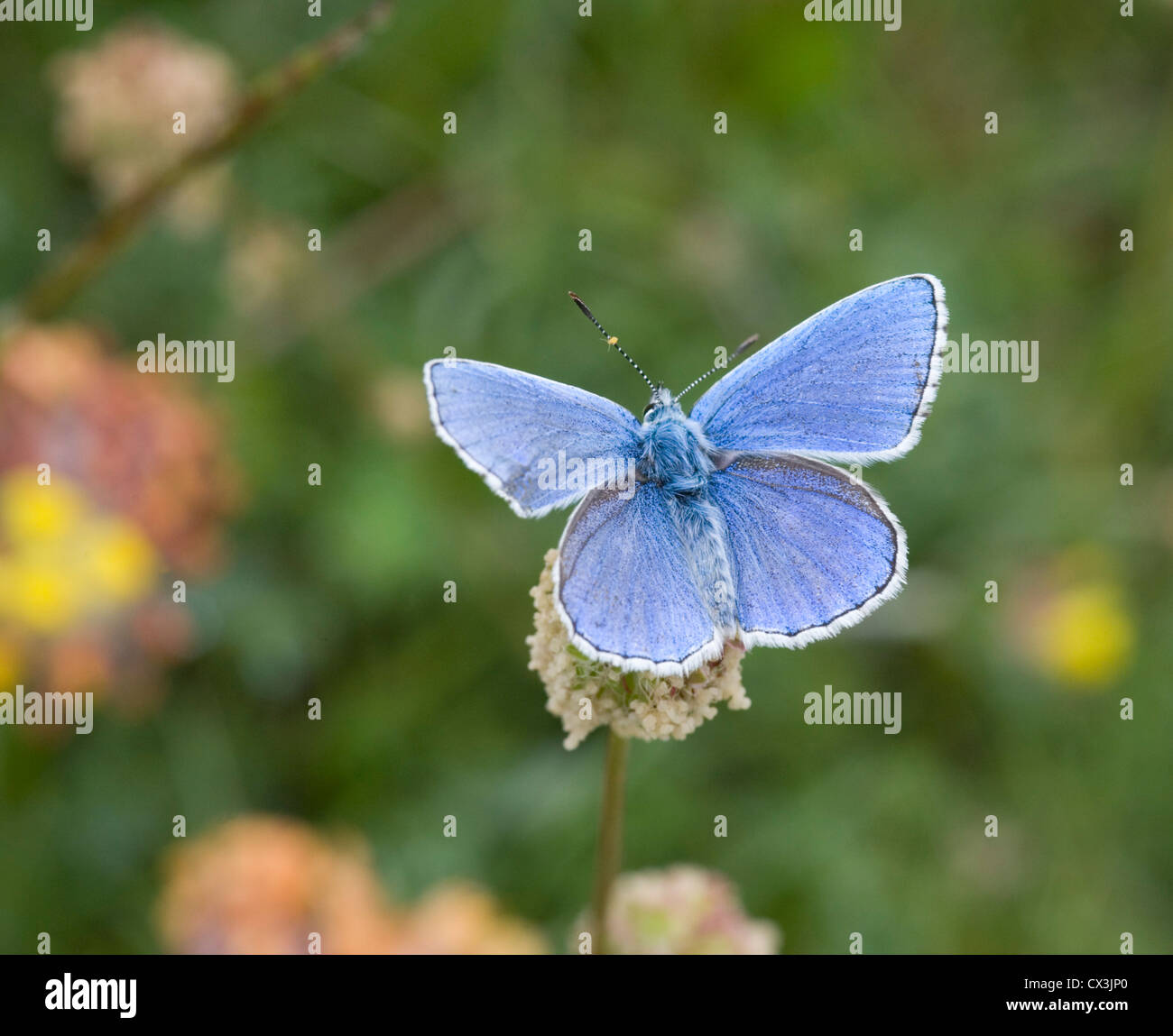 Adonis Blue Butterfly, Fontmell Down Dorset Stock Photo - Alamy