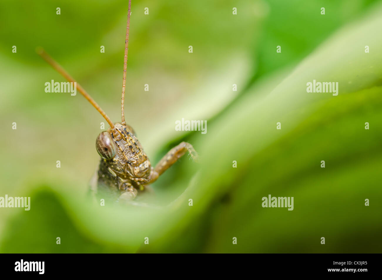 grasshopper macro in green nature or in the garden Stock Photo - Alamy