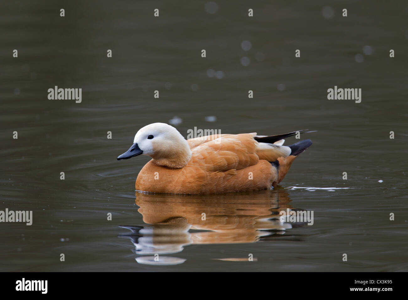 Ruddy shelduck (Tadorna ferruginea) male swimming in lake, Germany ...