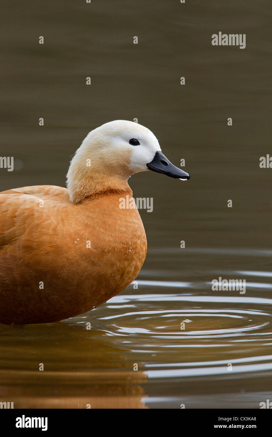 Ruddy Shelduck Birds Wildlife High Resolution Stock Photography and ...