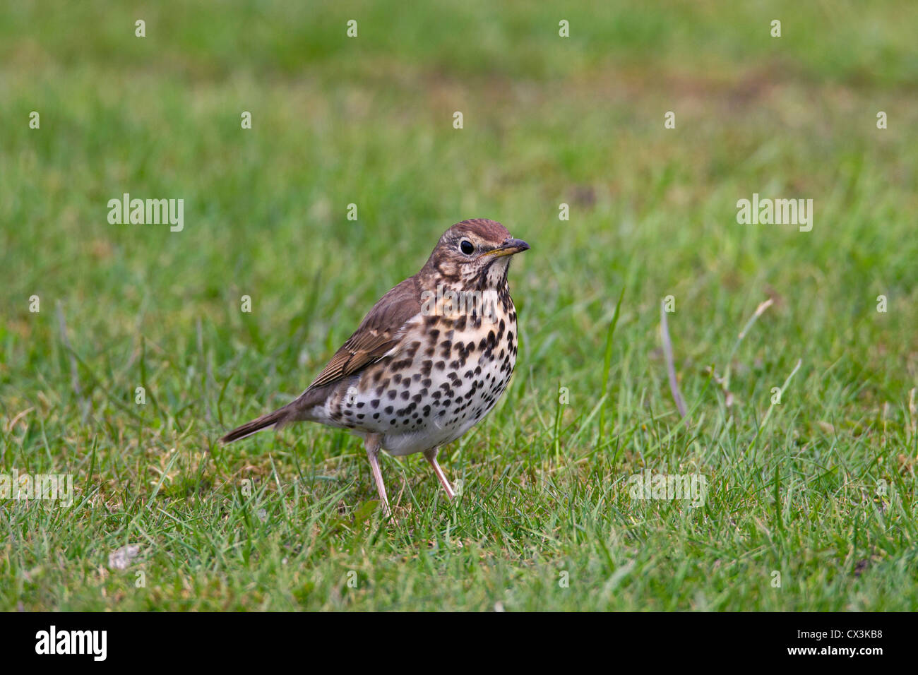 Thrush in the grass hi-res stock photography and images - Alamy