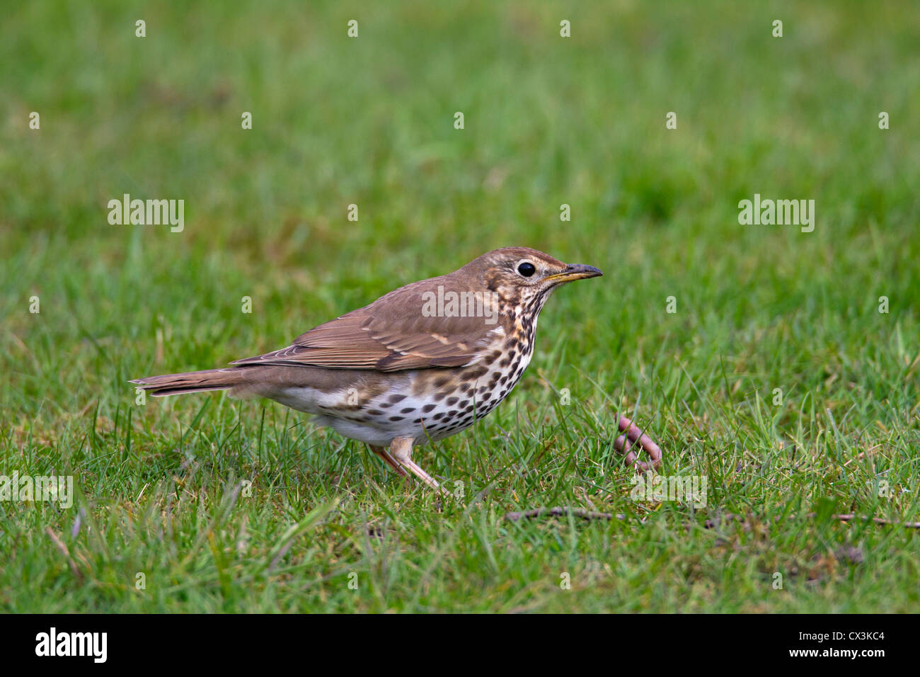 Worm eating bird hi-res stock photography and images - Alamy