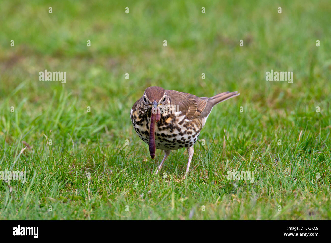 Bird Eating Worm High Resolution Stock Photography and Images - Alamy