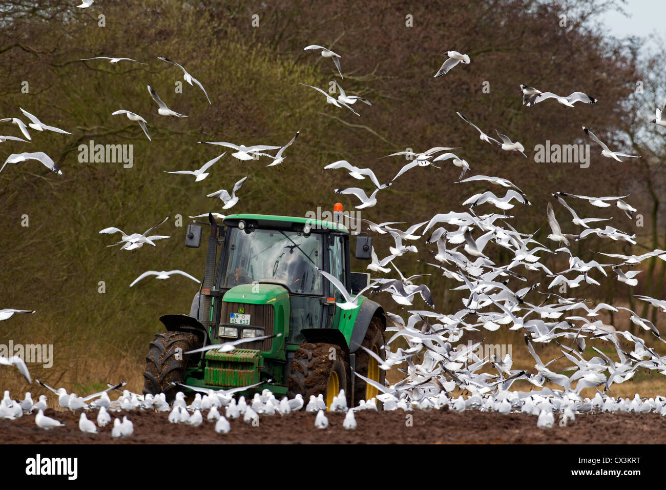Tractor ploughing field followed by black-headed gulls (Larus ...