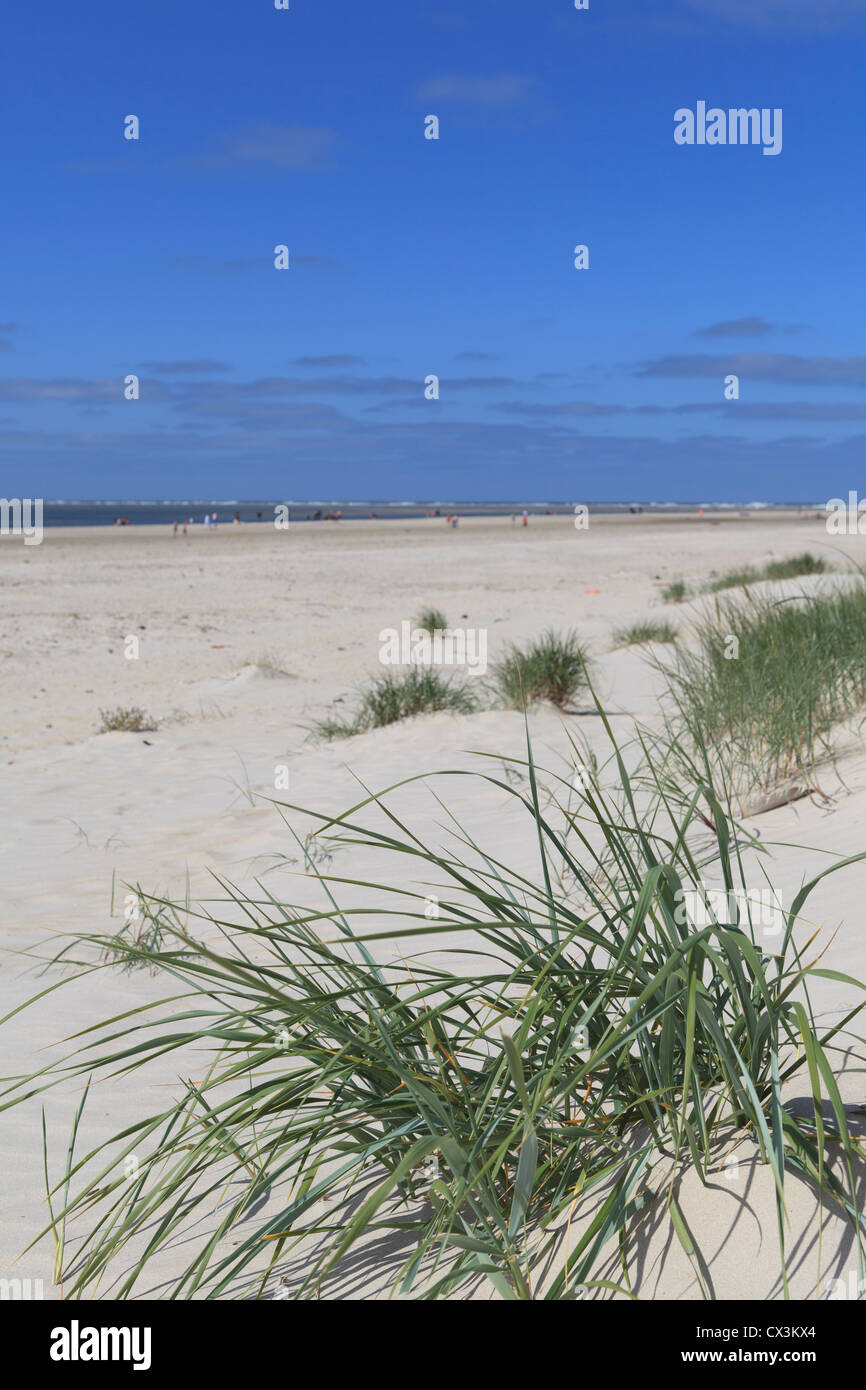 Beach viewed from Dunes in Jutland western Denmark Stock Photo - Alamy