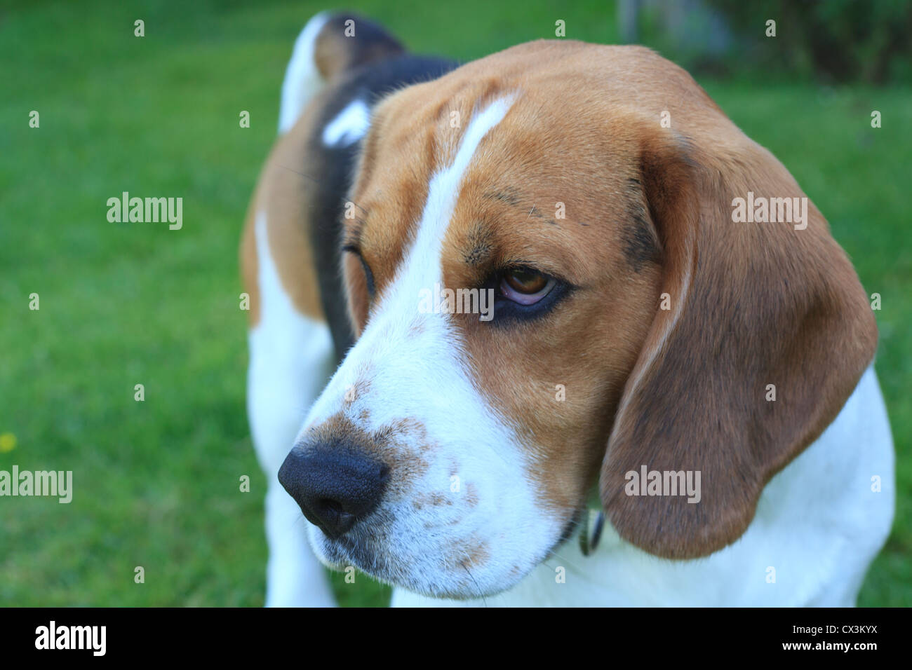 Beagle tricolour hi-res stock photography and images - Alamy