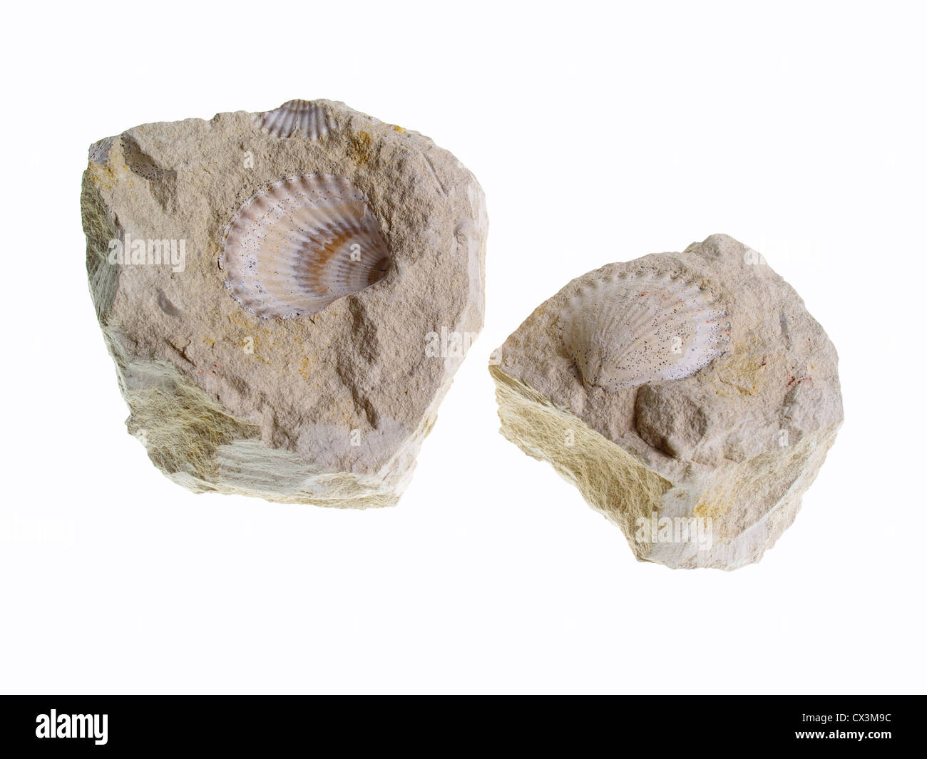 Fossil pile Cut Out Stock Images & Pictures - Alamy
