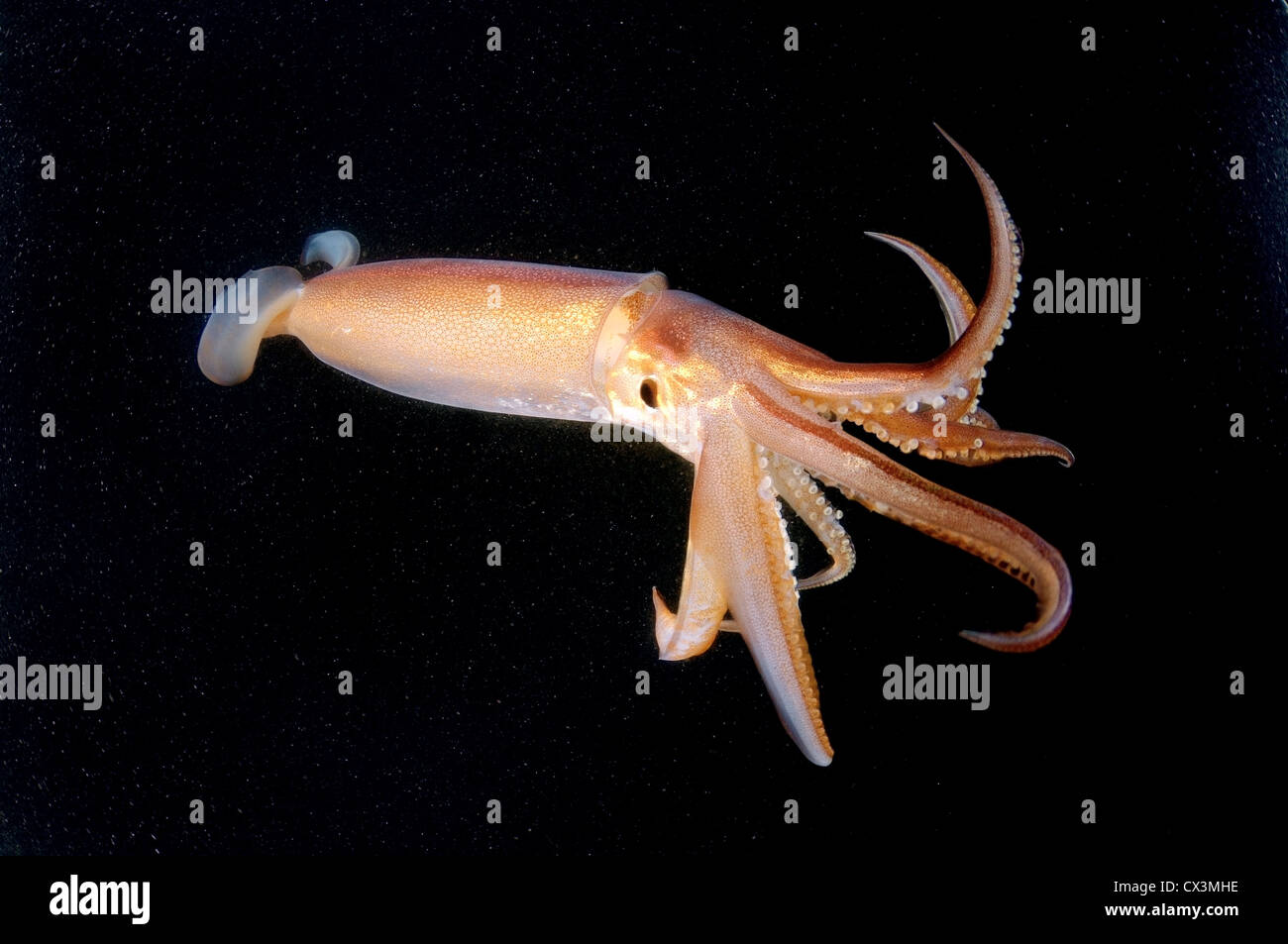 Japanese common squid or Japanese flying squid (Todarodes pacificus ...