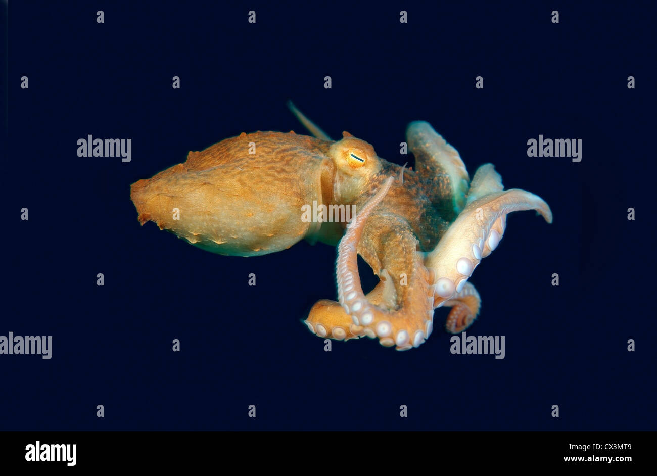 giant Pacific octopus or North Pacific giant octopus, (Enteroctopus ...