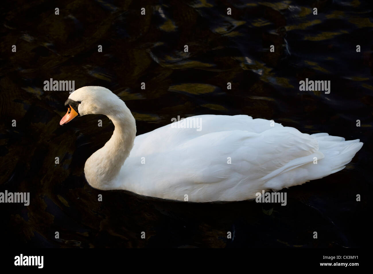 Swan. River Esk, Musselburgh. Scotland Stock Photo - Alamy