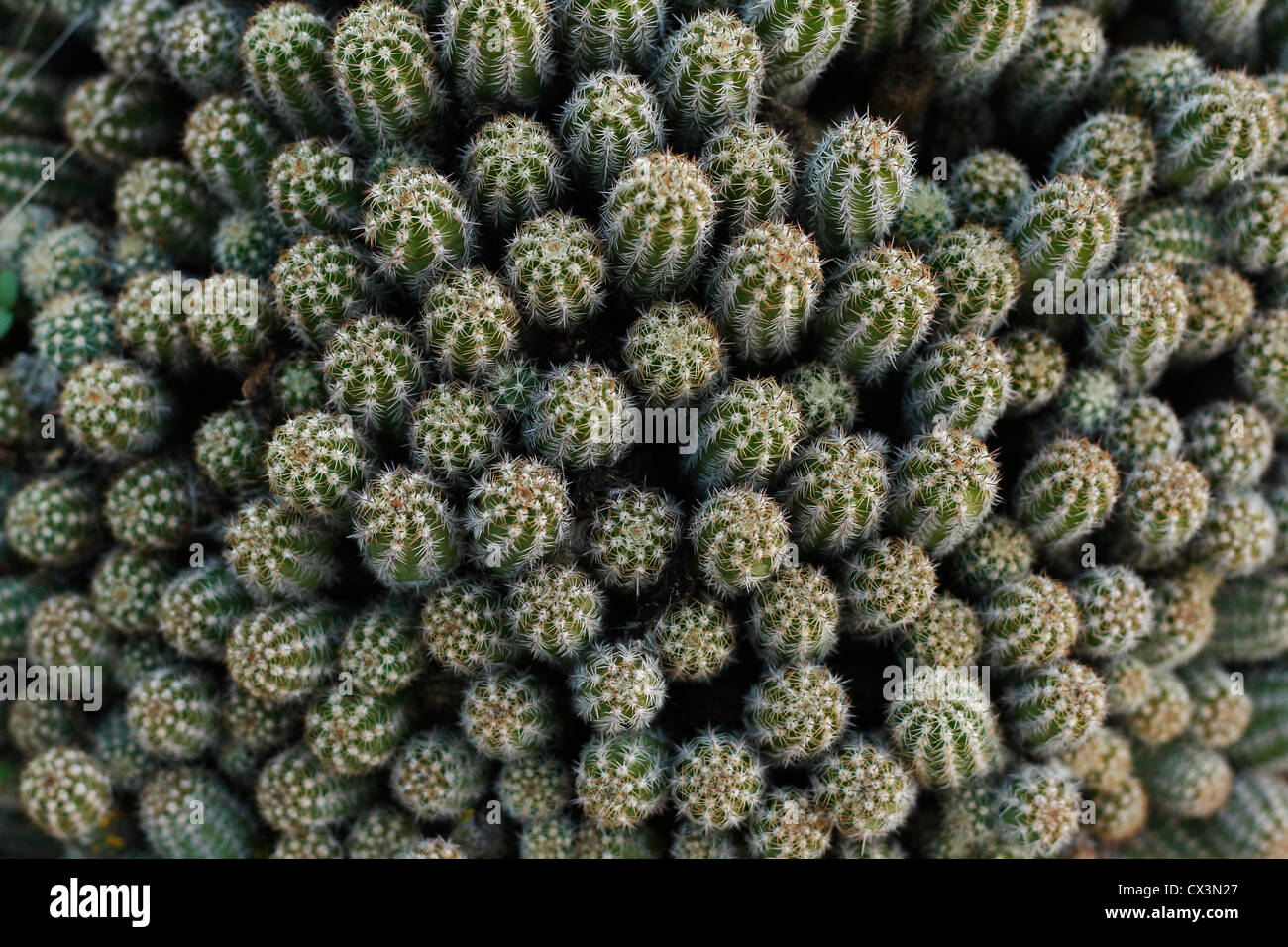 Touch the cactus hi-res stock photography and images - Alamy